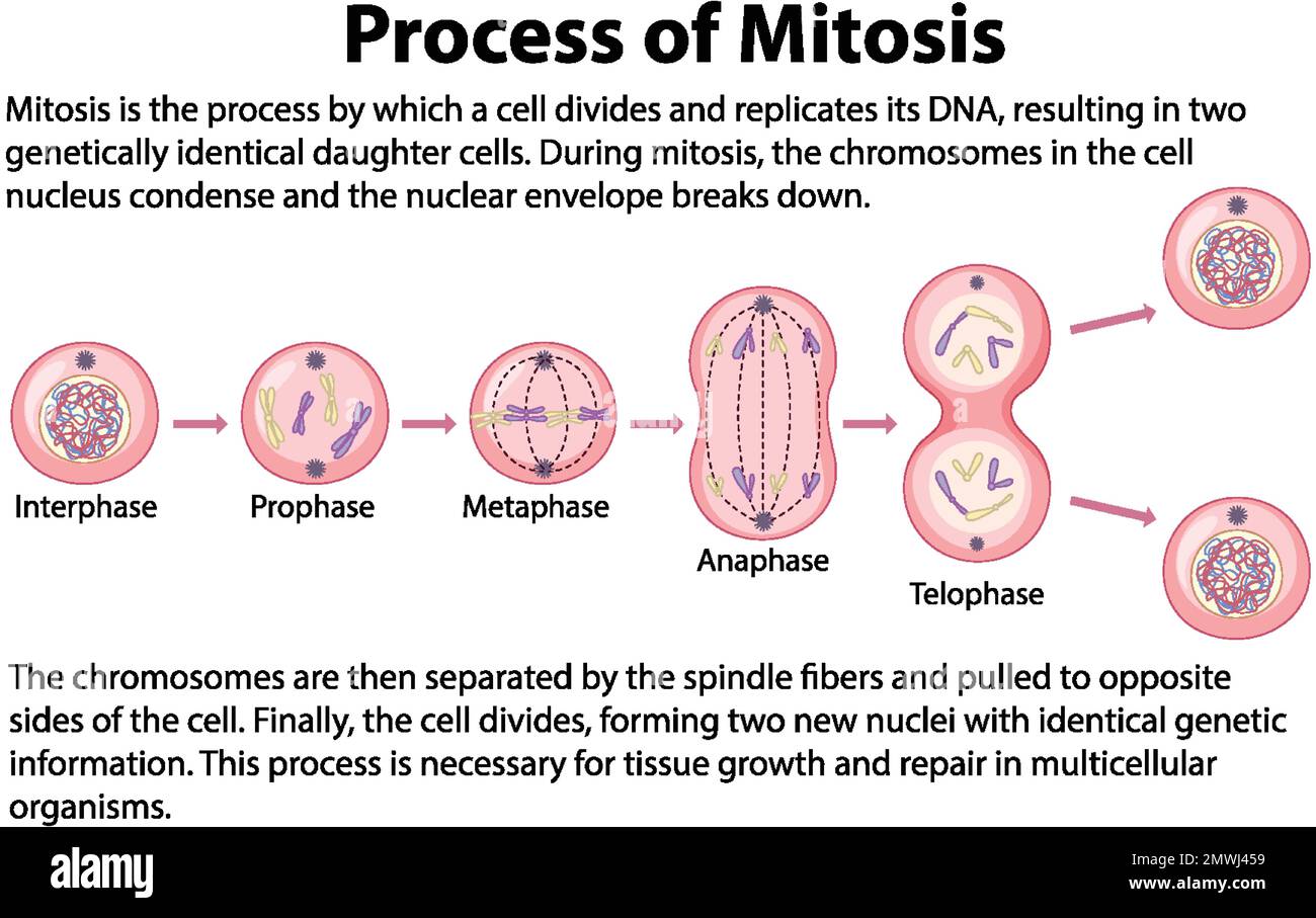 Different Stages Of Mitosis 4 Main Stages Of Mitosis OAPHT