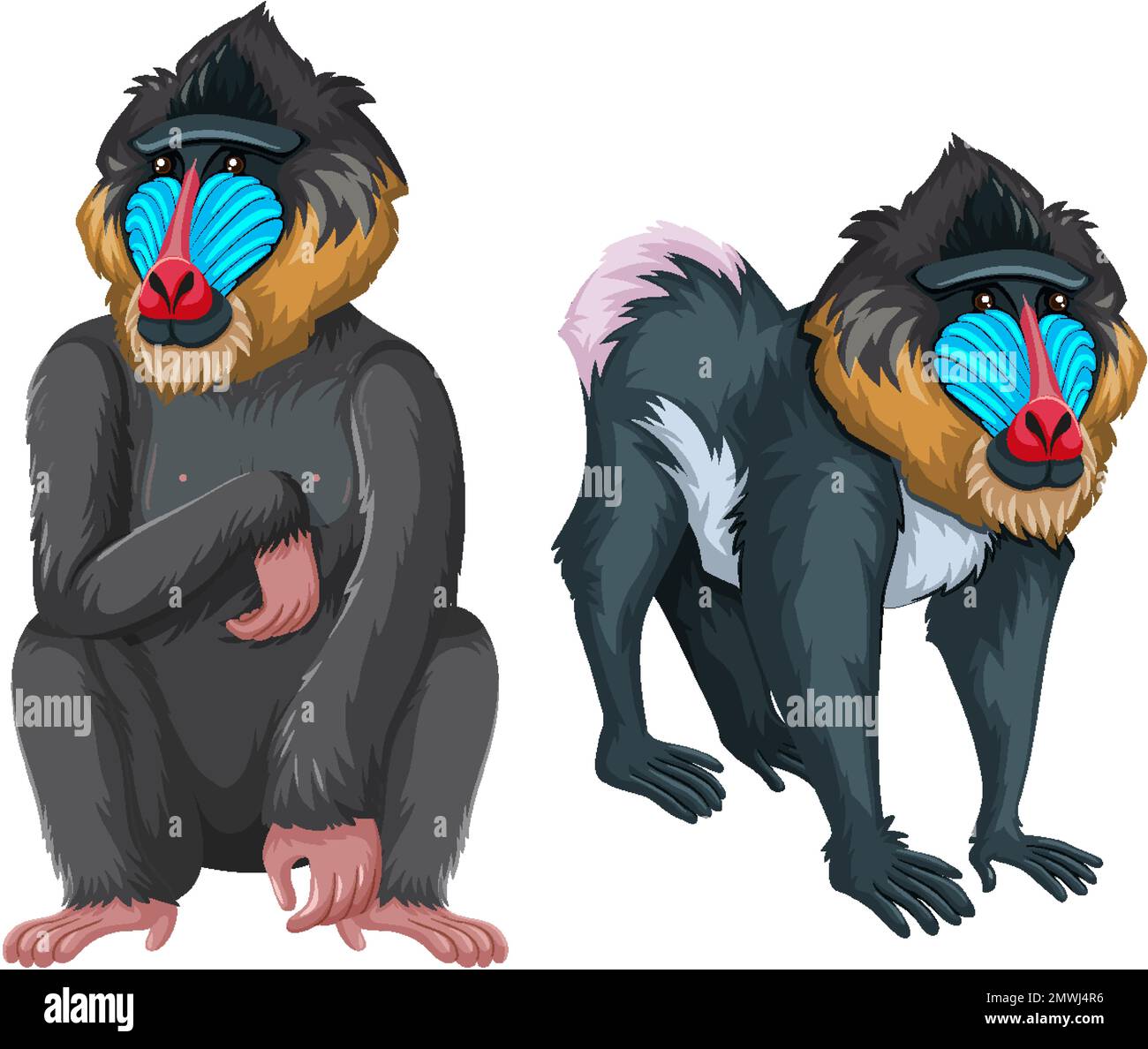 Two mandrills isolated on white background illustration Stock Vector ...