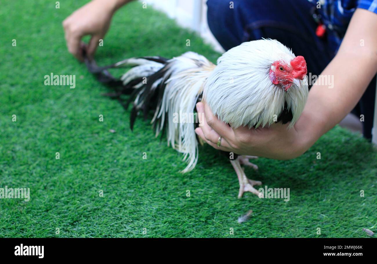 A Vietnamese bantam, locally known as "Ga Tre," rooster is pet at a ...