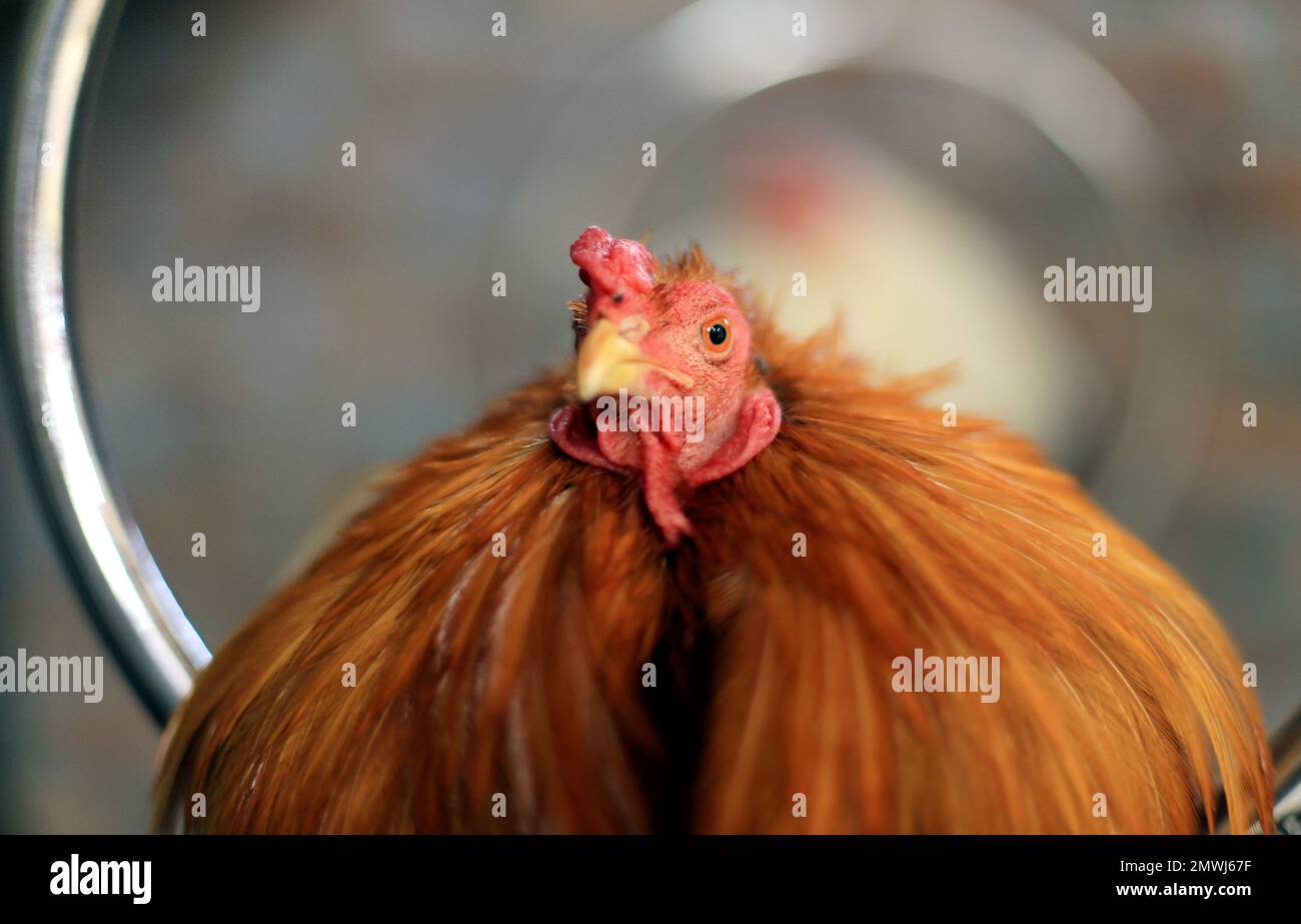 A Vietnamese bantam, locally known as "Ga Tre," or rooster, rests on a ...