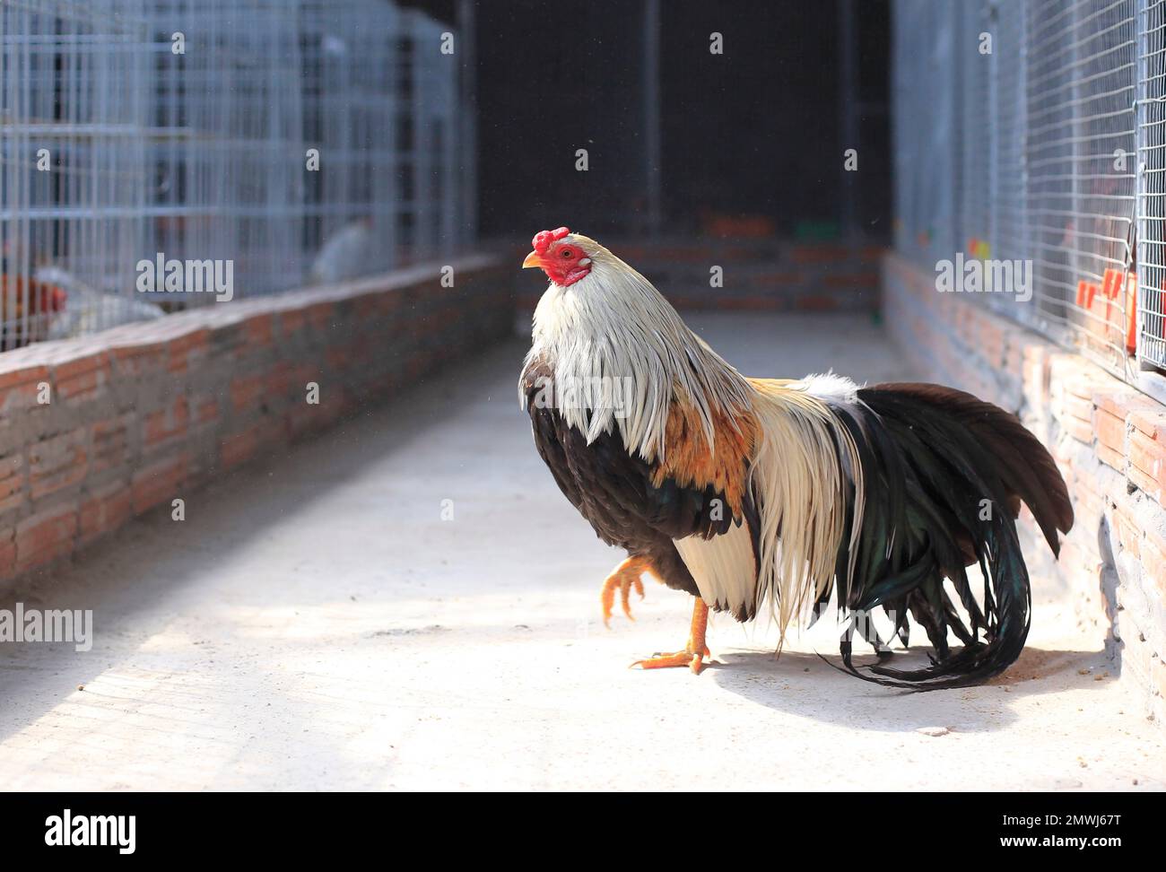 A Vietnamese bantam, locally known as "Ga Tre," rooster walks at a ...