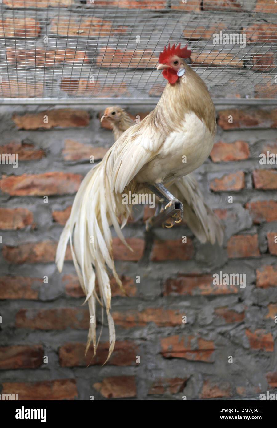 A couple of Japanese Phoenix rooster and hen rest at a ornamental ...