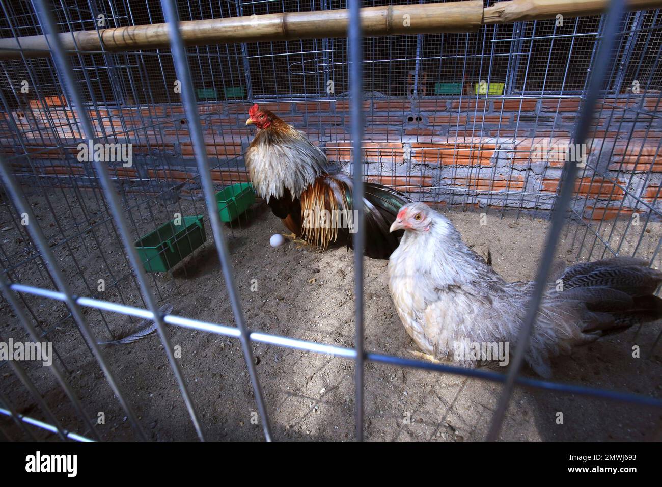 A couple of Vietnamese bantam, locally known as "Ga Tre," or rooster ...