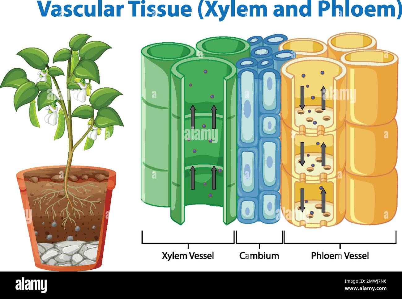 Xylem And Phloem In Stem Page 2 | Xylem Phloem Vectors & Illustrations