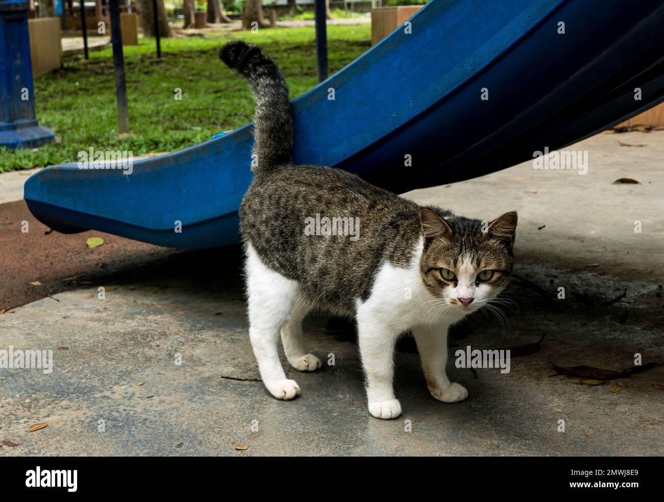 A cat walking at the playground Stock Photo - Alamy