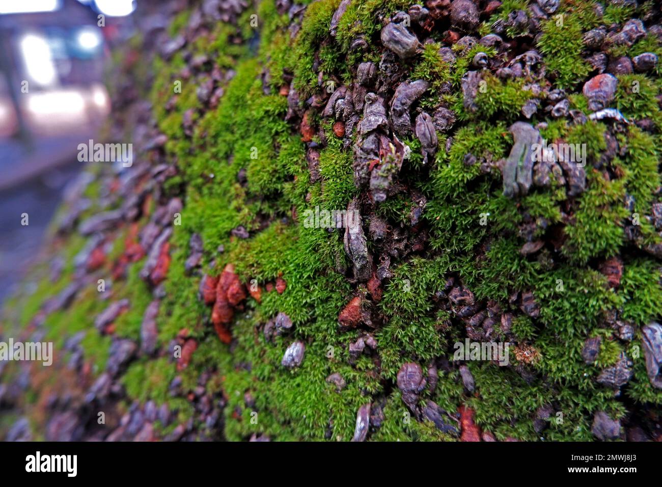 Close Up View, Texture Of Coconut Tree Roots Overgrown With Green Moss ...