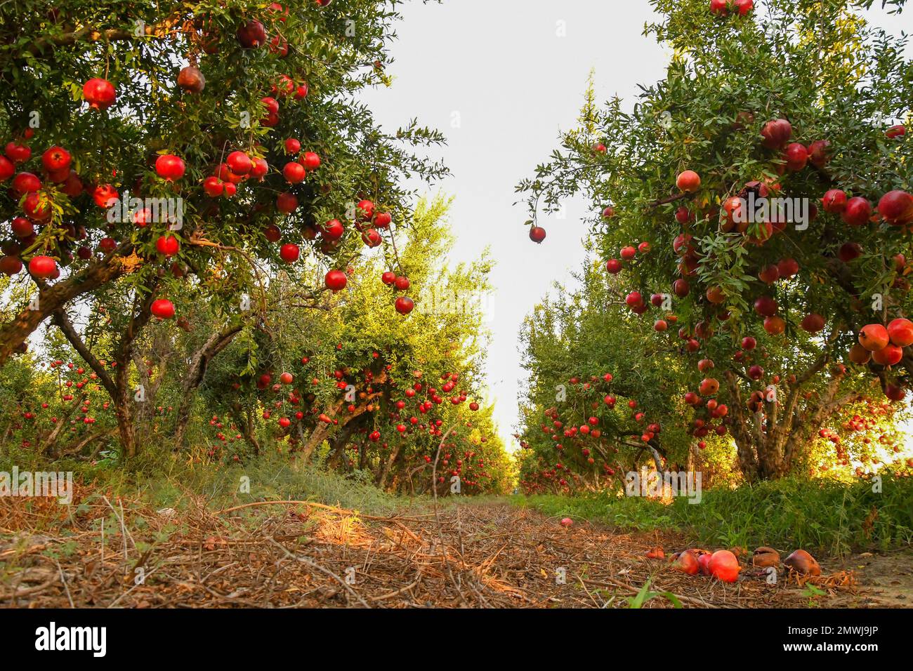A garden surrounded by dense pomegranate trees Stock Photo - Alamy
