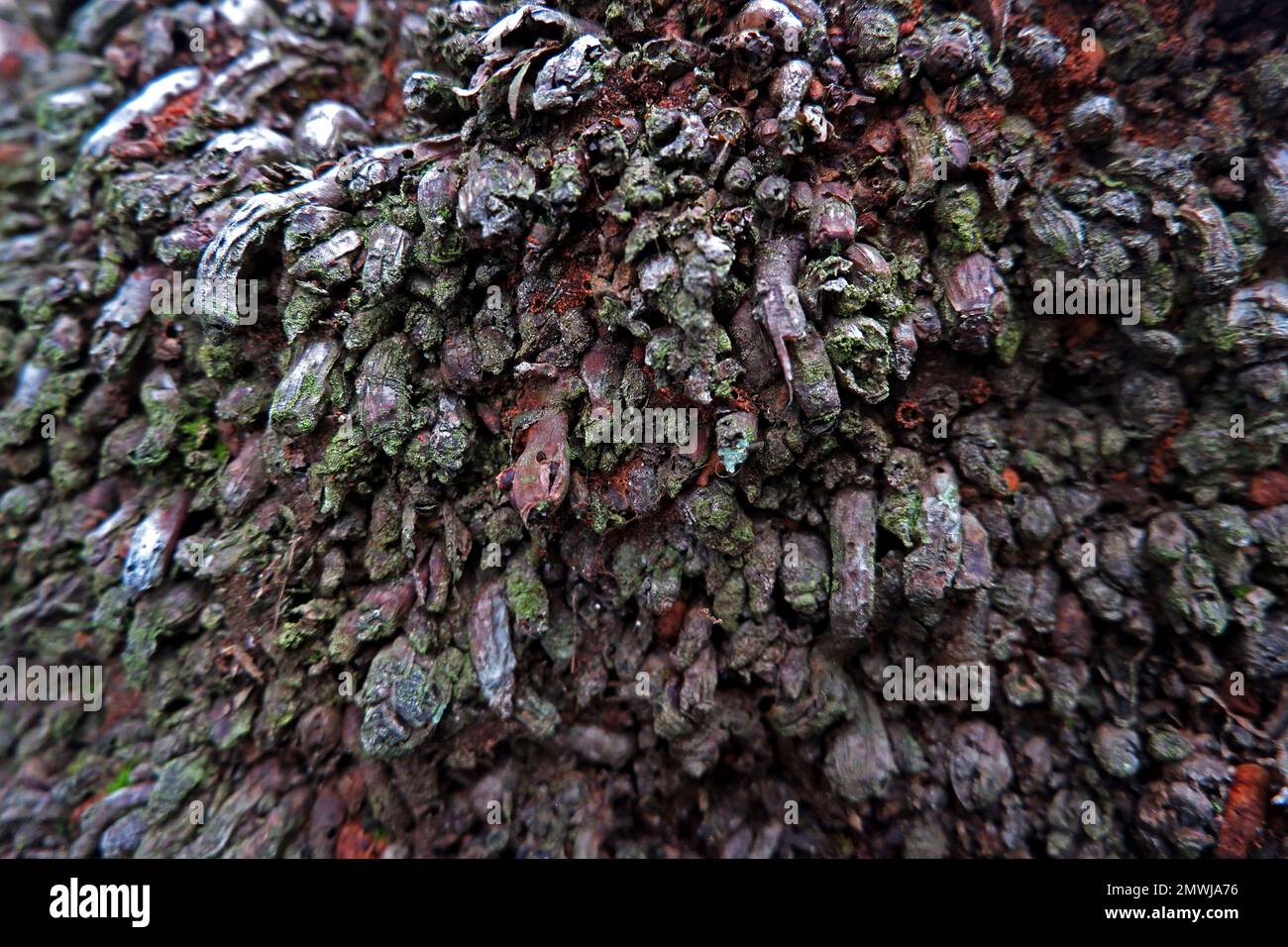 Close Up View Texture Of Coconut Tree Roots Stock Photo - Alamy