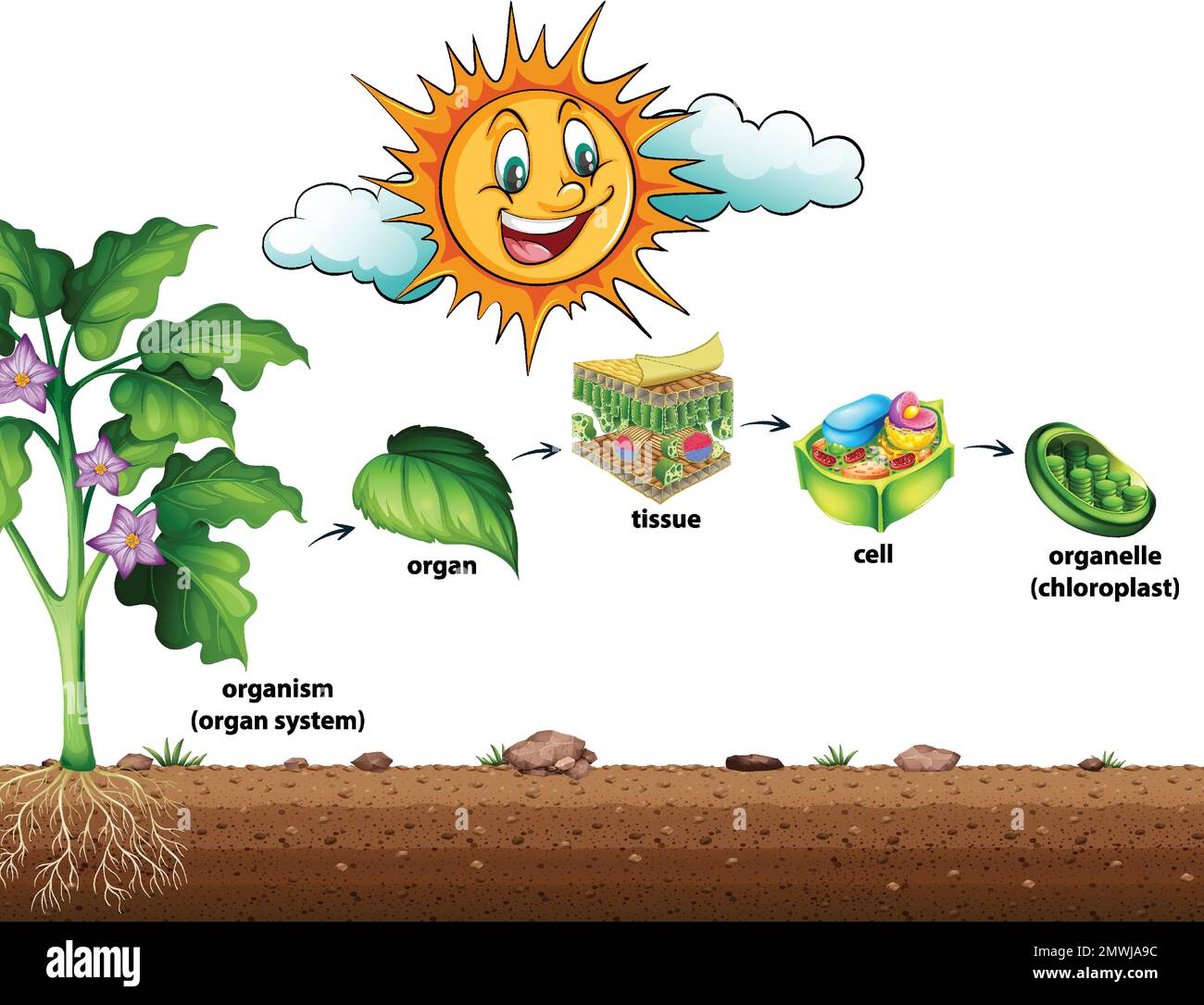 Cell organisation in plants illustration Stock Vector Image & Art - Alamy