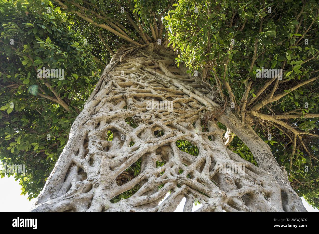 A tree with peculiar shape formed by artificial modeling in Nanhu Park ...