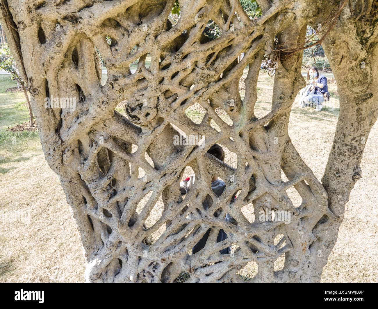 A tree with peculiar shape formed by artificial modeling in Nanhu Park ...