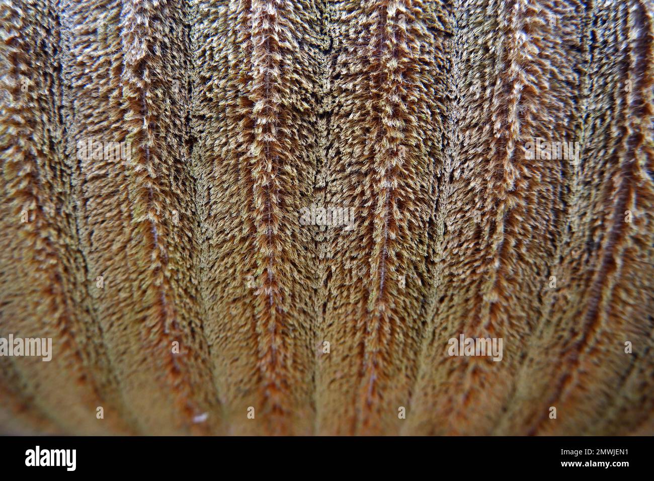 Arm interior hi-res stock photography and images - Alamy