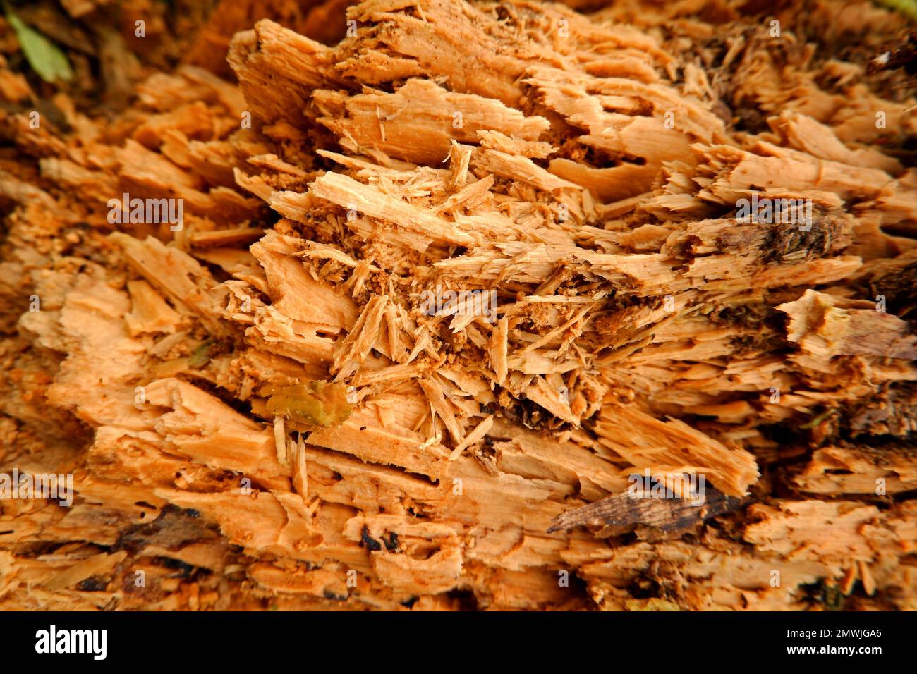 The Texture Of Dead Damp Wood Fibres Stock Photo - Alamy