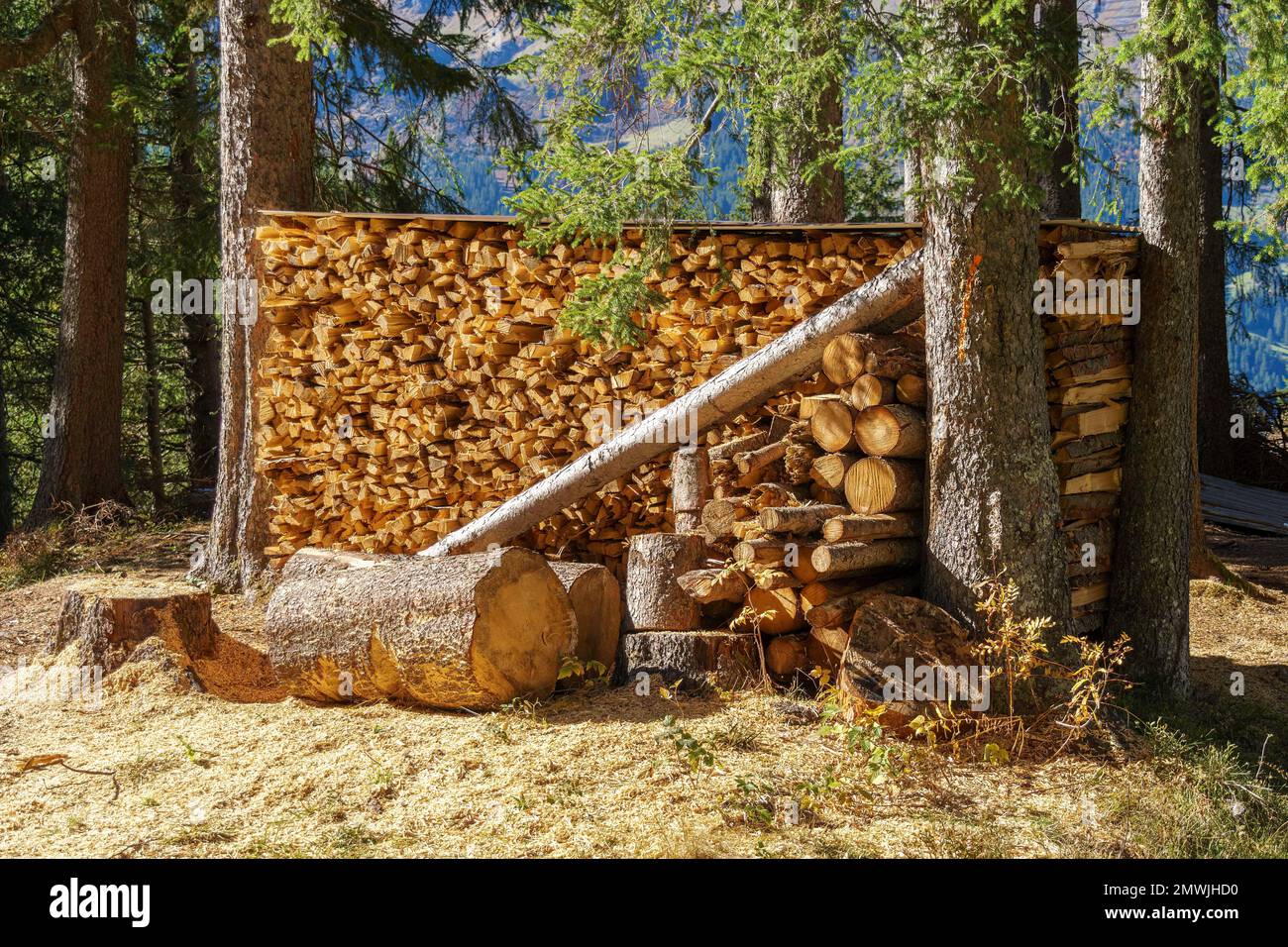 Large pile of chopped and stacked wood in a Swiss alpine forest Stock ...