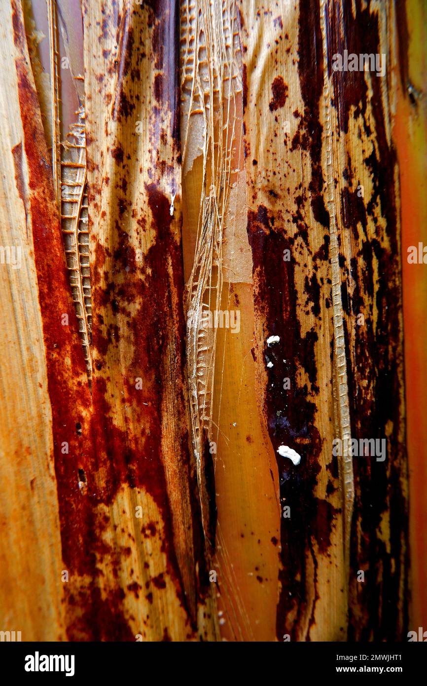 Close Up View, Texture Of Old Banana Tree Bark Stock Photo - Alamy