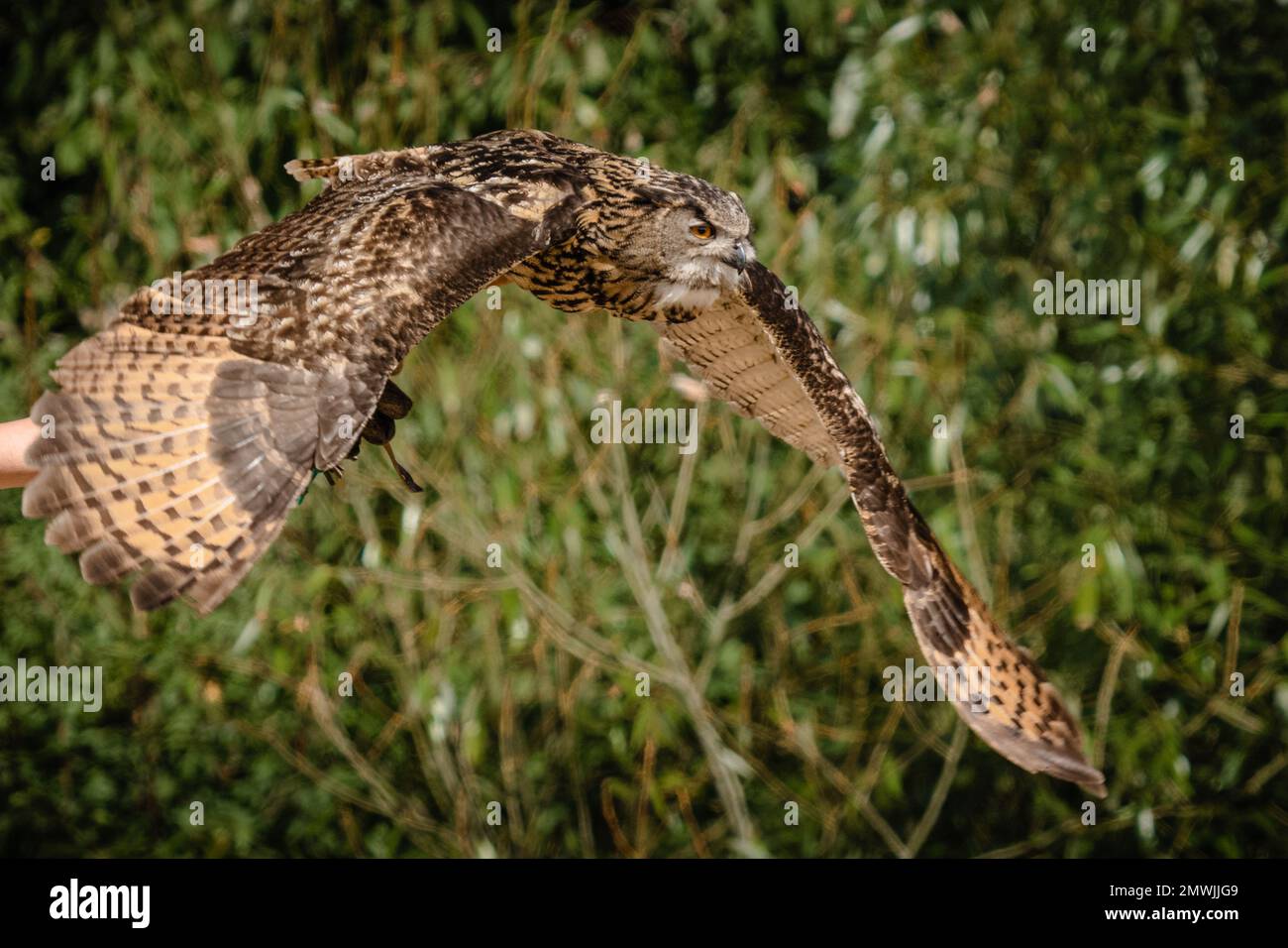A view of the flying falcon bird Stock Photo - Alamy