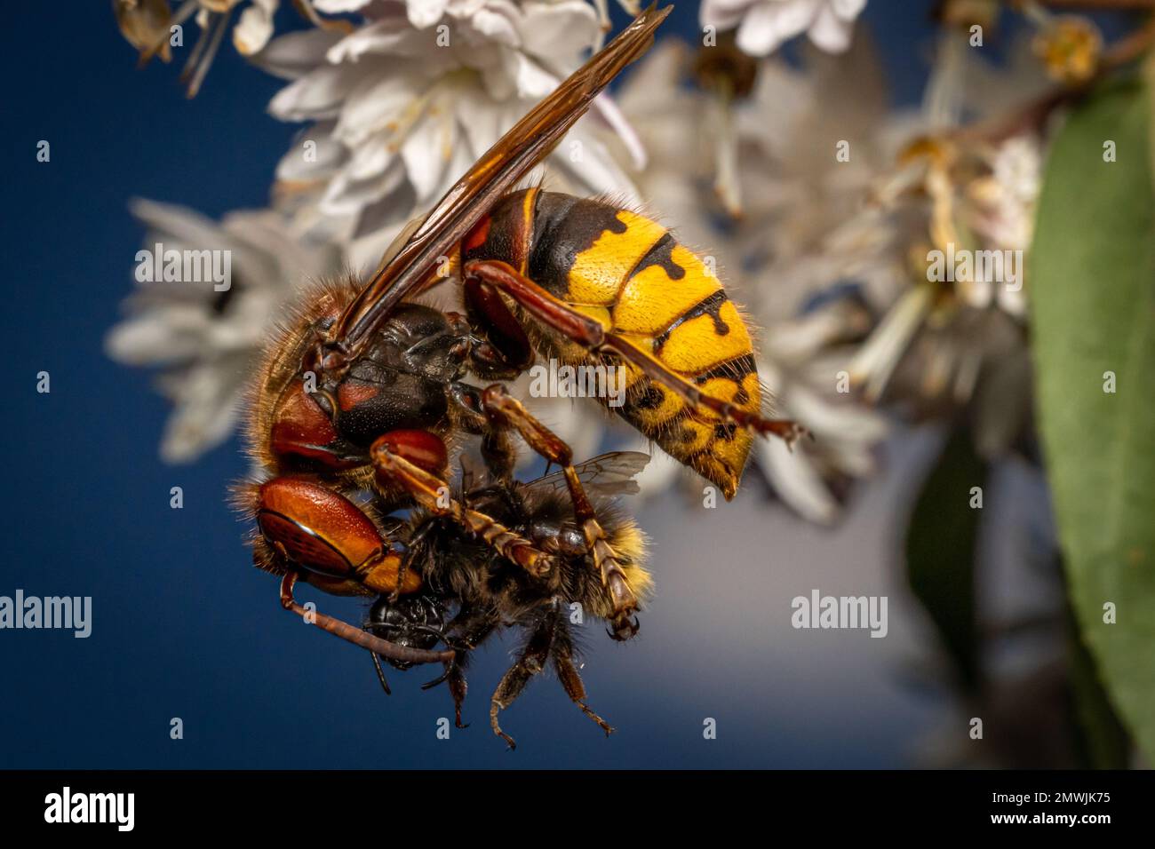 Hornet eating hi-res stock photography and images - Alamy