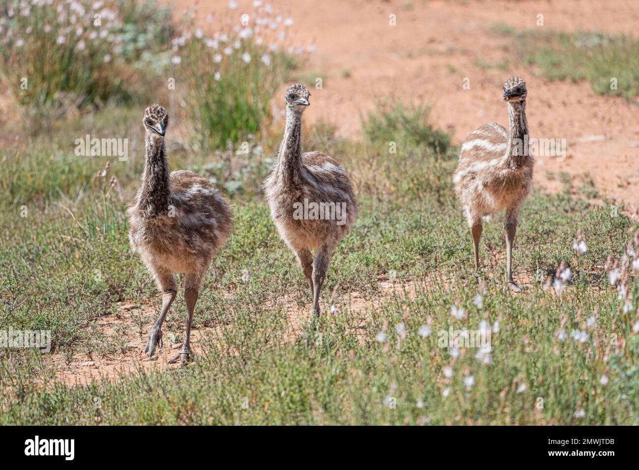 The three emu chicks in the green field under the sun light Stock Photo ...