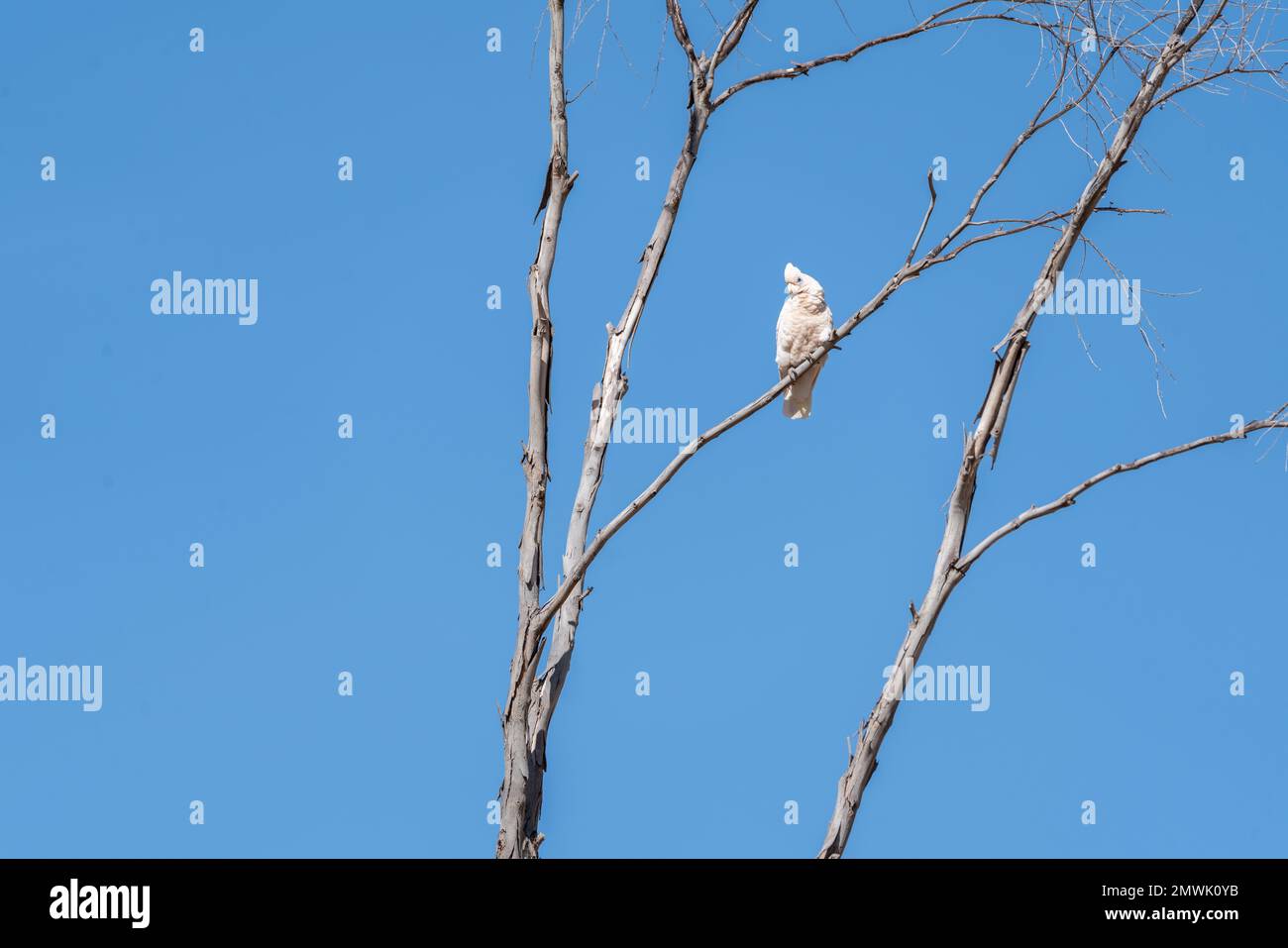 A single small white Corella bird on a tree branch under the blue sky ...
