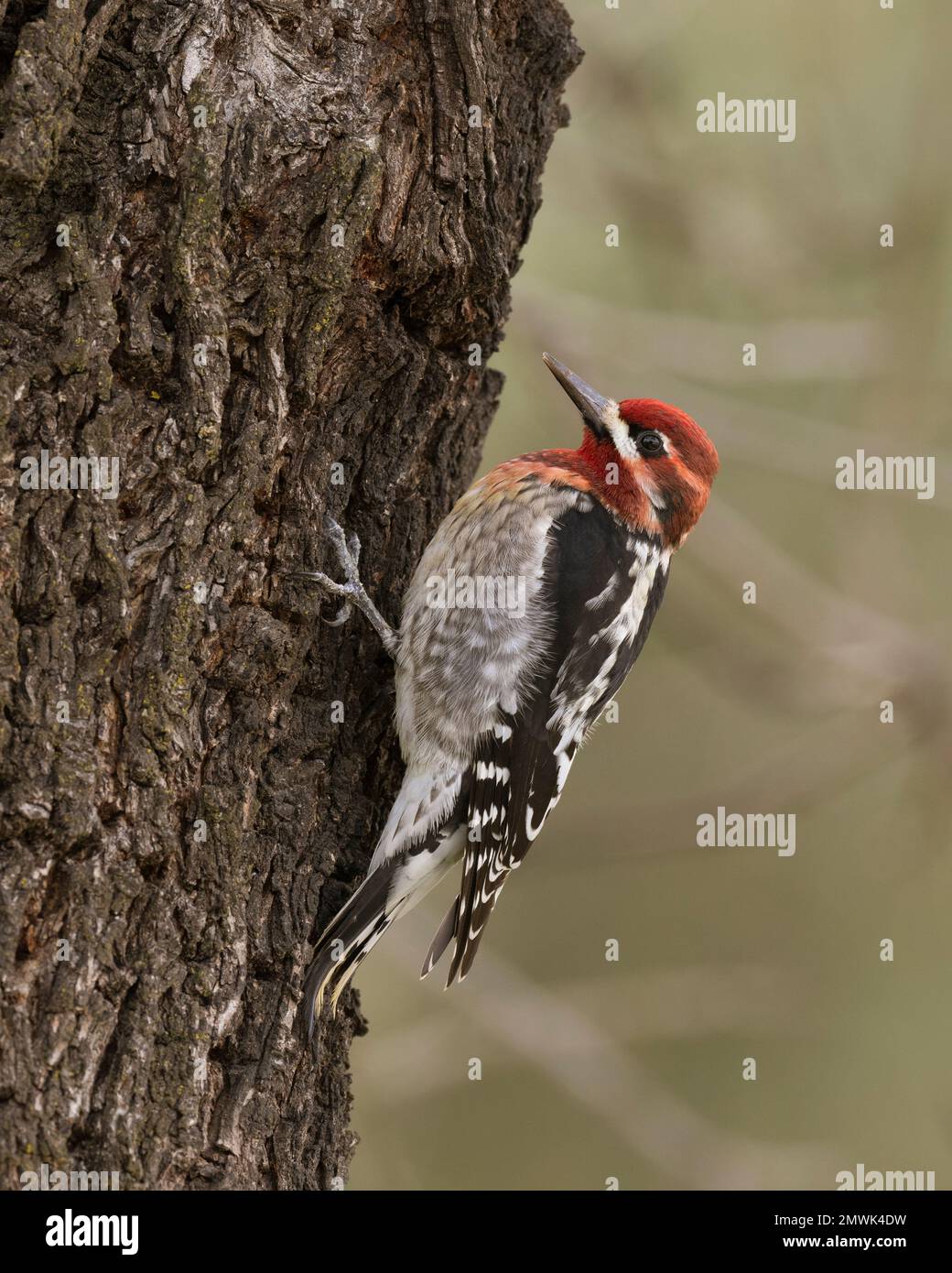 Sapsuckers hi-res stock photography and images - Alamy