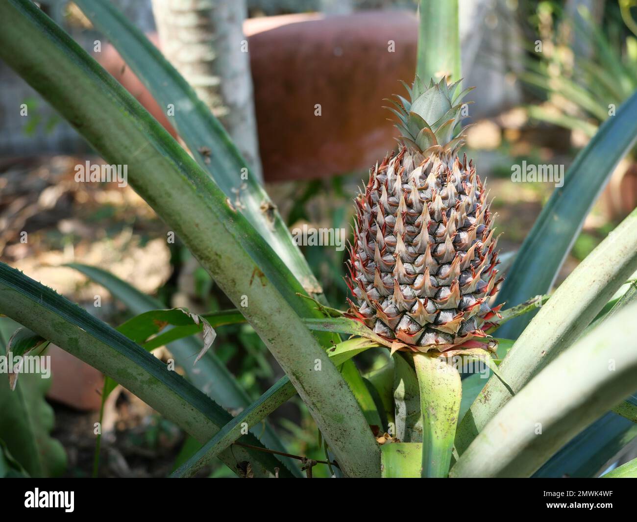 Young pineapple fruit on tree plant with natural green background ...