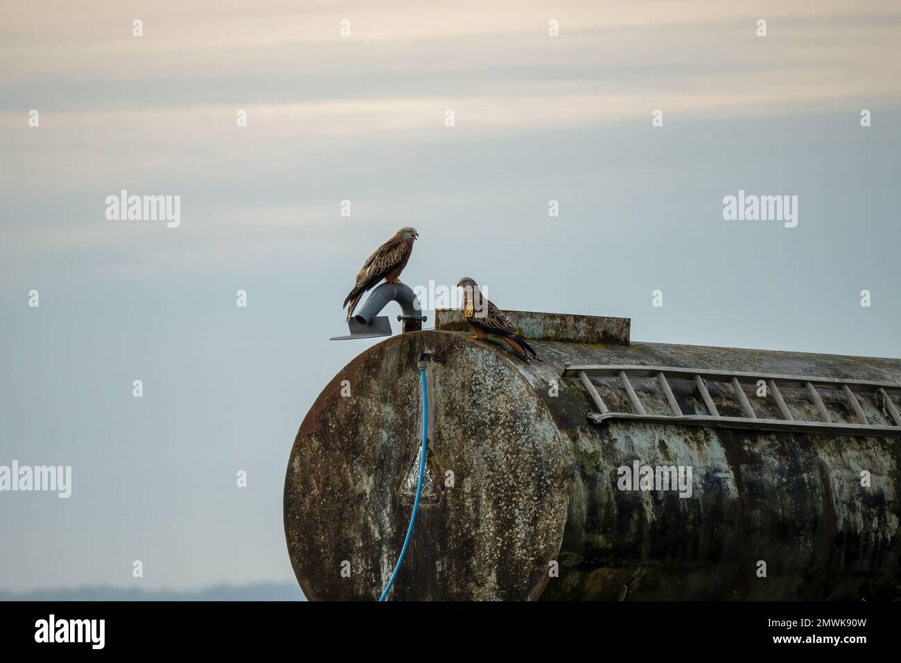 A view of two kite birds on a rusty barrel Stock Photo - Alamy