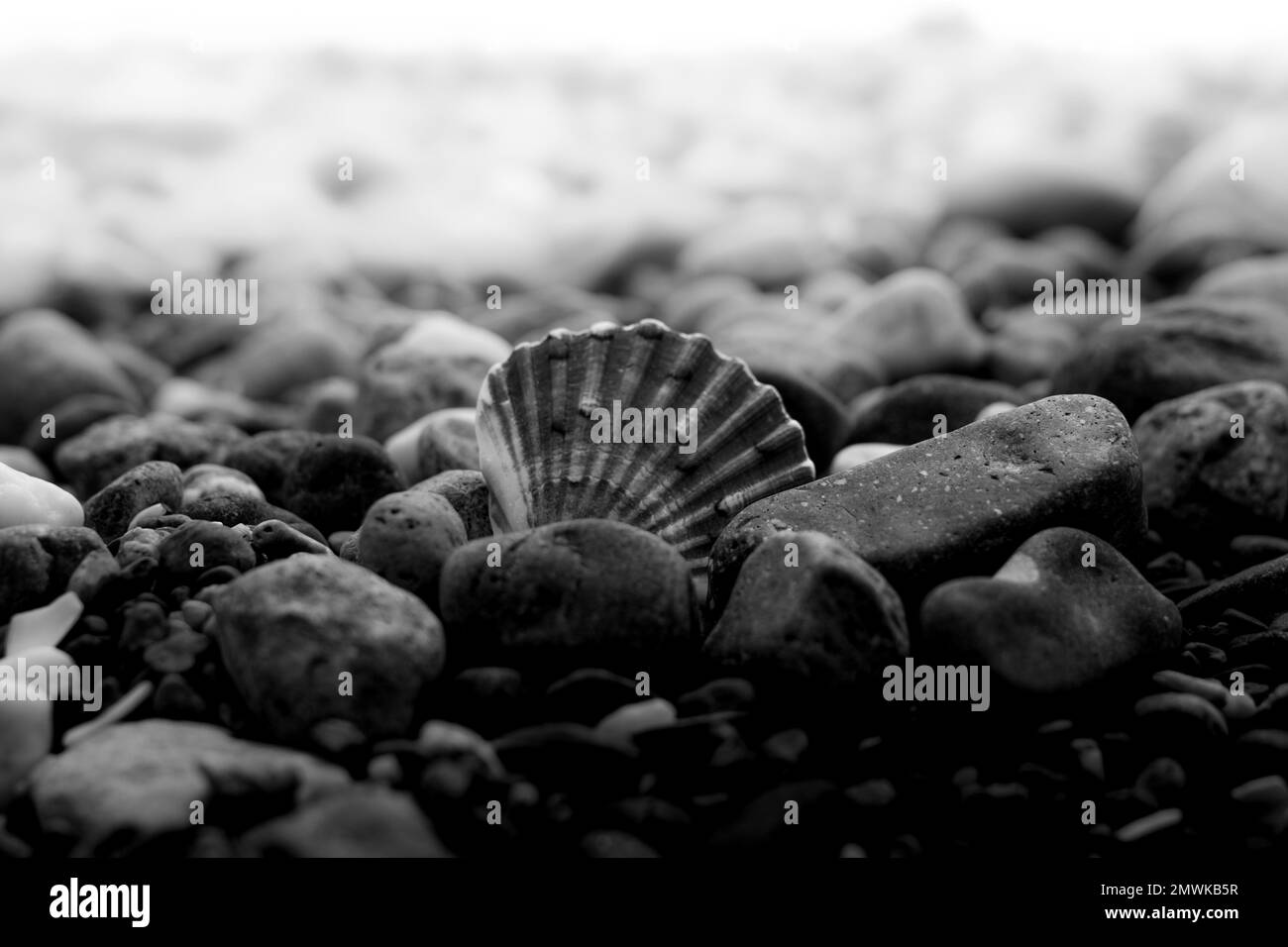 A greyscale shot of a seashell and pebbles at the beach Stock Photo - Alamy
