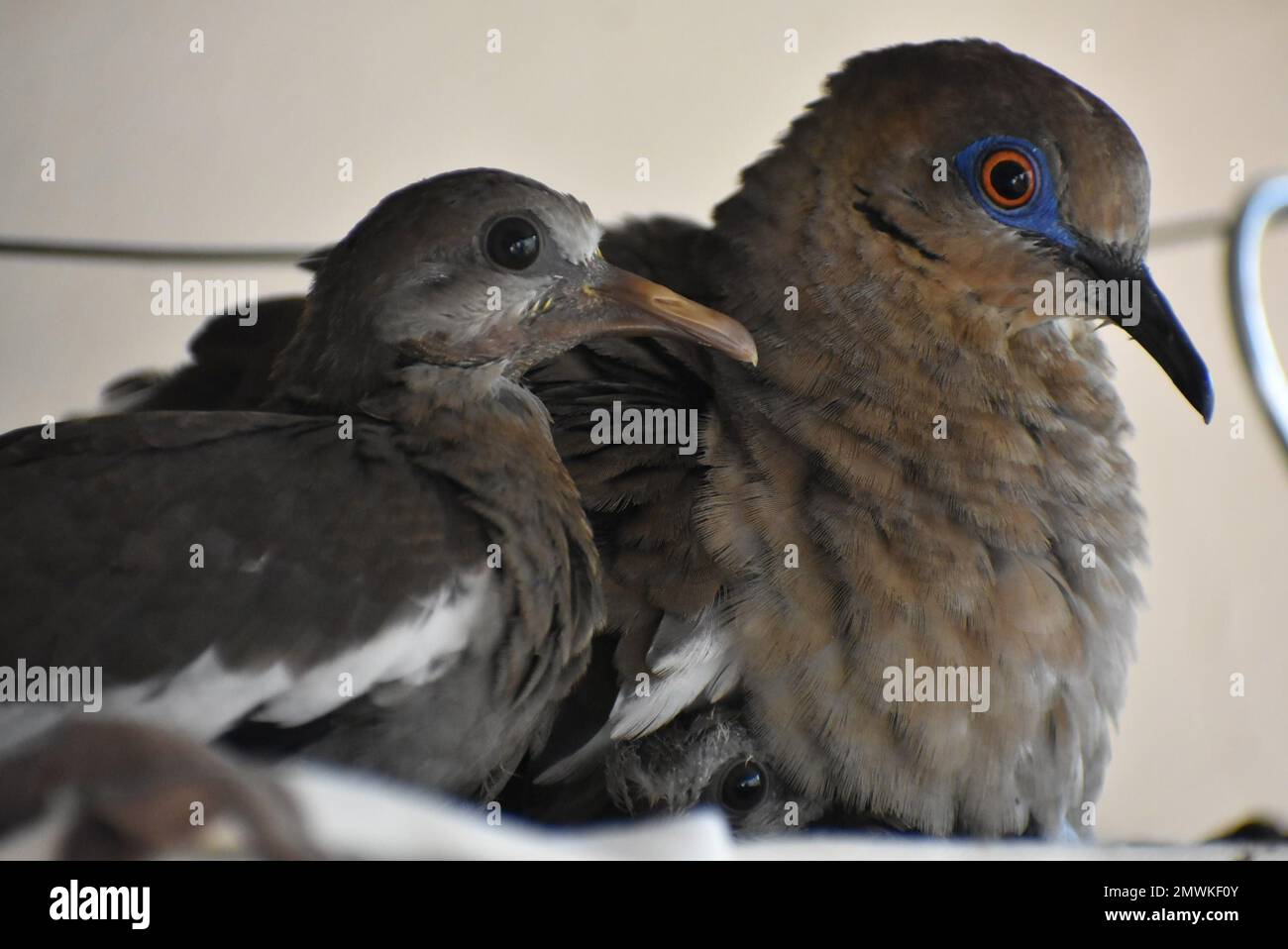 Dove and squab Stock Photo - Alamy