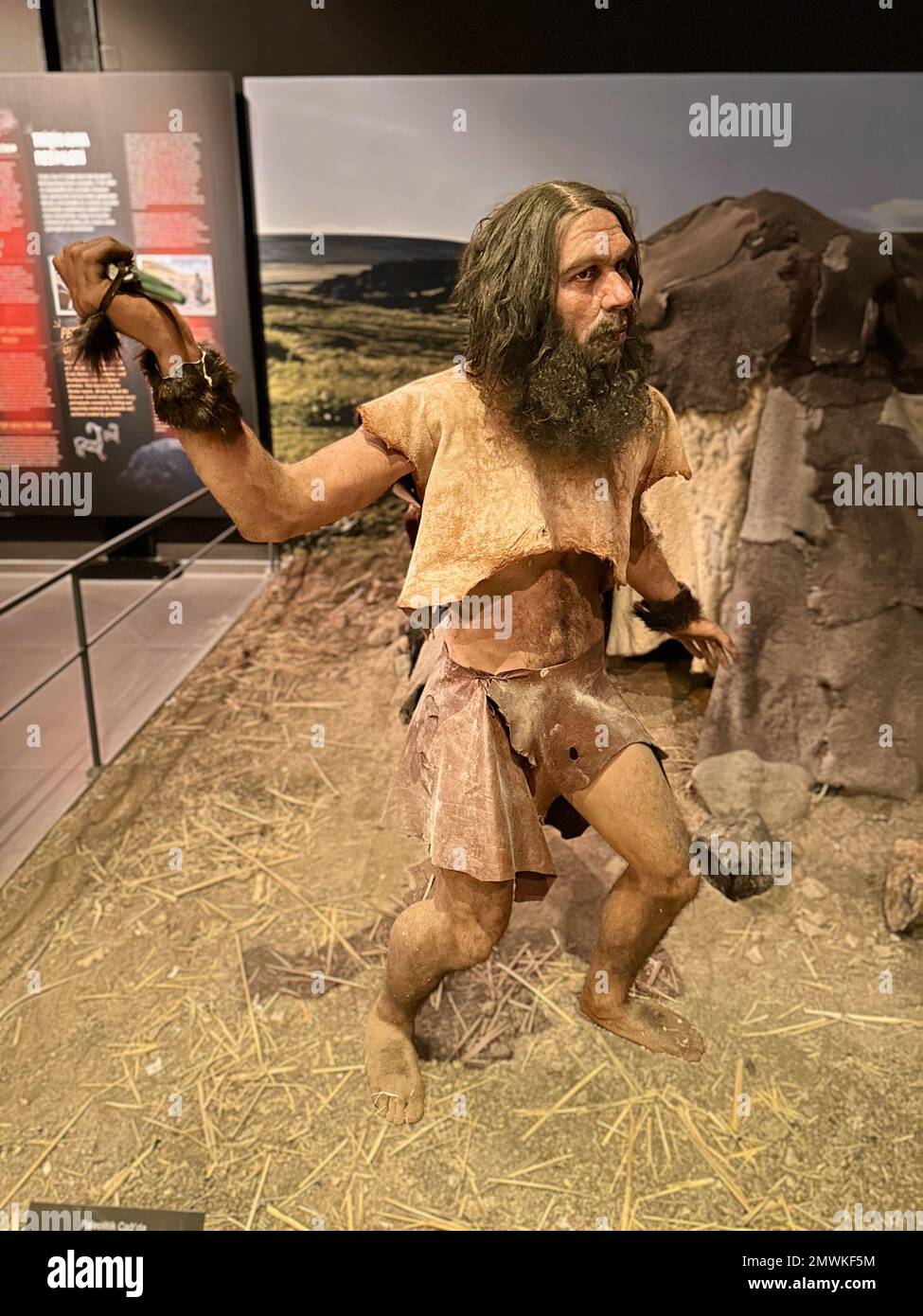 A vertical shot of a caveman in a museum Stock Photo - Alamy