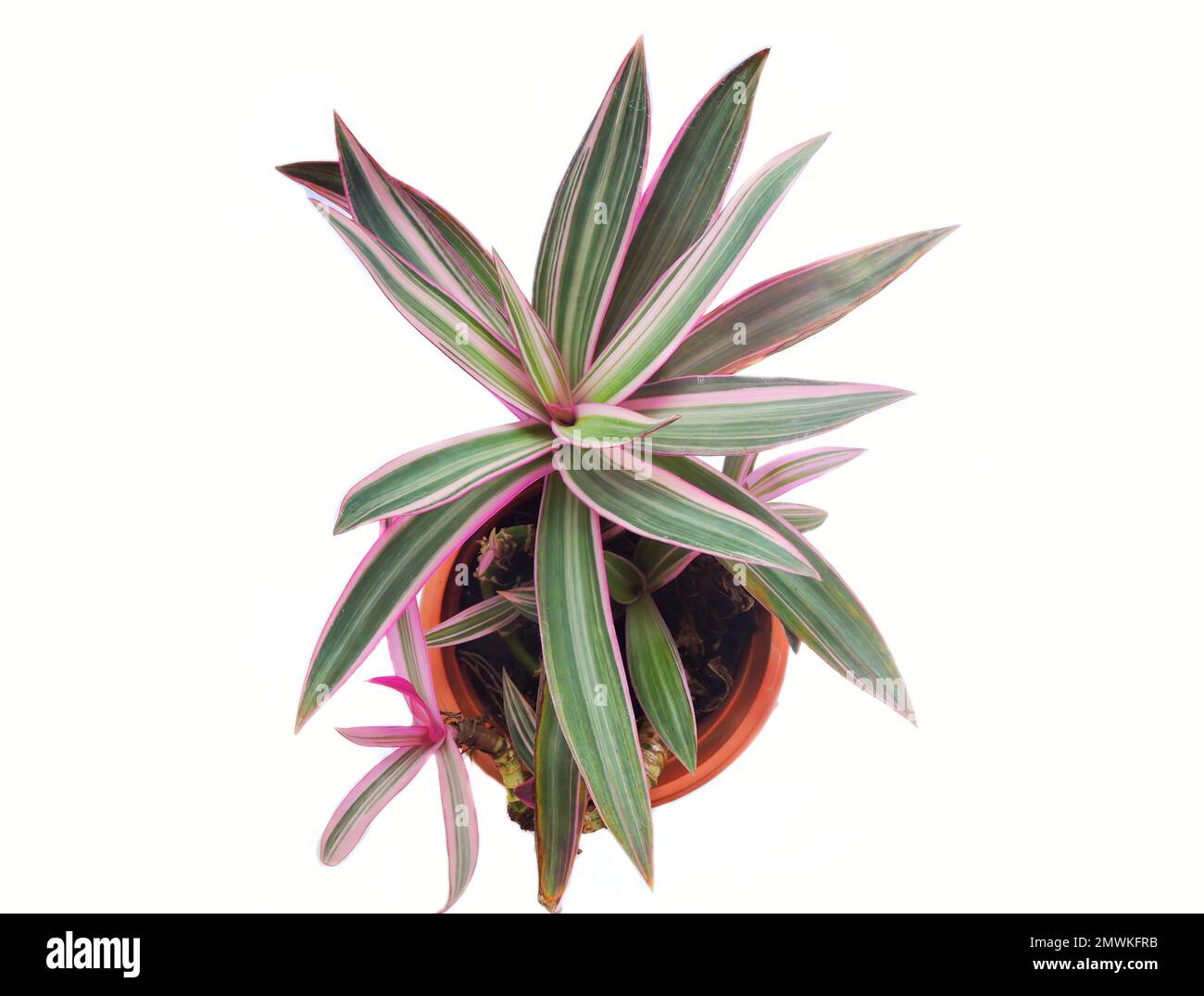 Garden foliage plant- Rhoeo spathacea. Commonly known as tricolor rhoeo ...