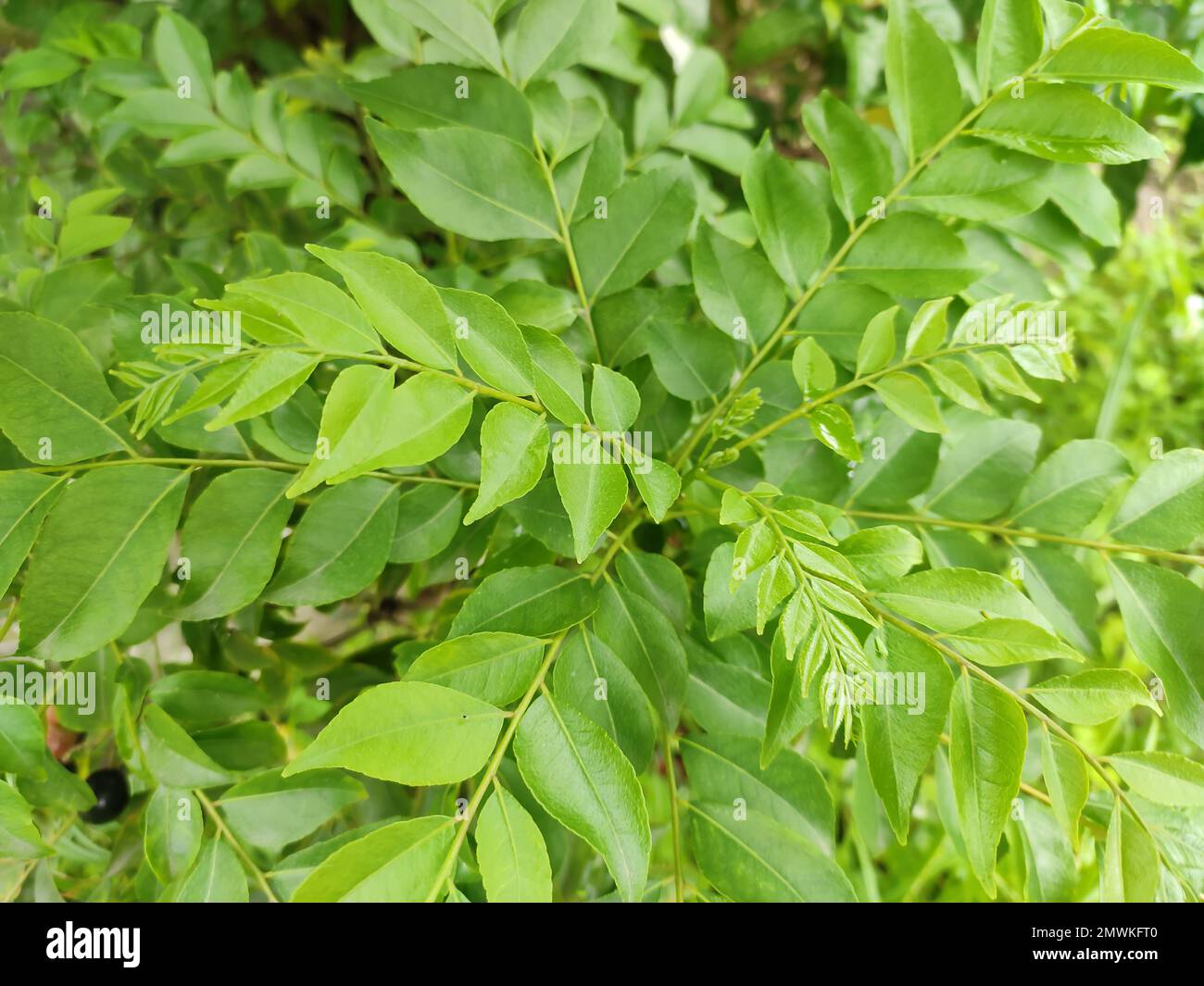 The curry tree (Murraya koenigii) also known as karuveppilai, sweet ...
