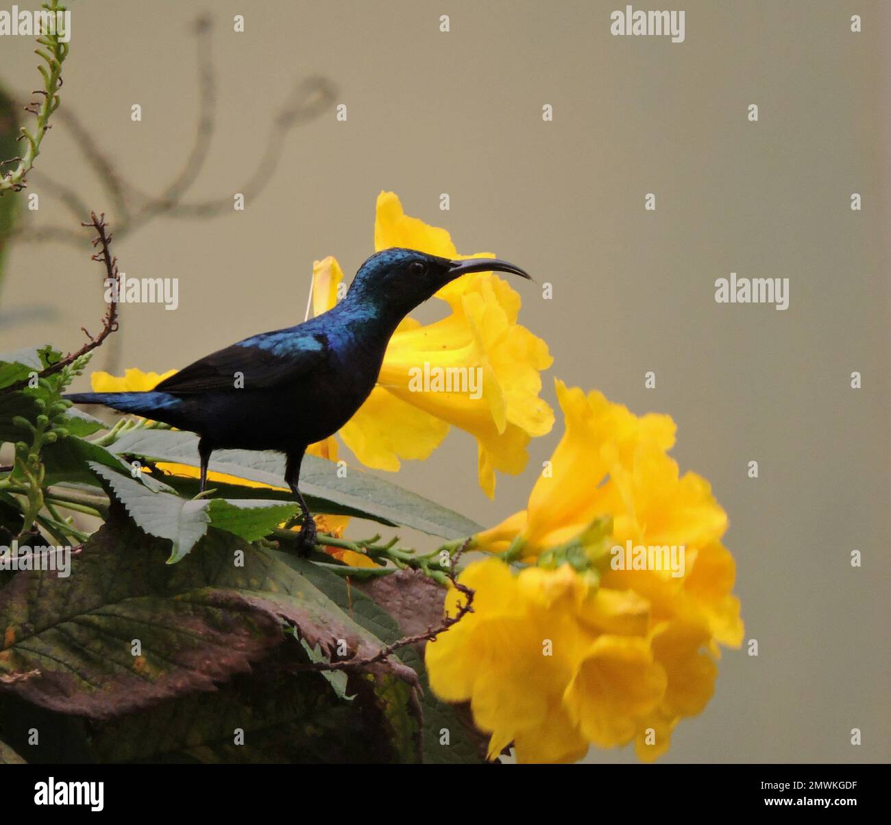 The purple sunbird (Cinnyris asiaticus) is a small sunbird. Like other ...