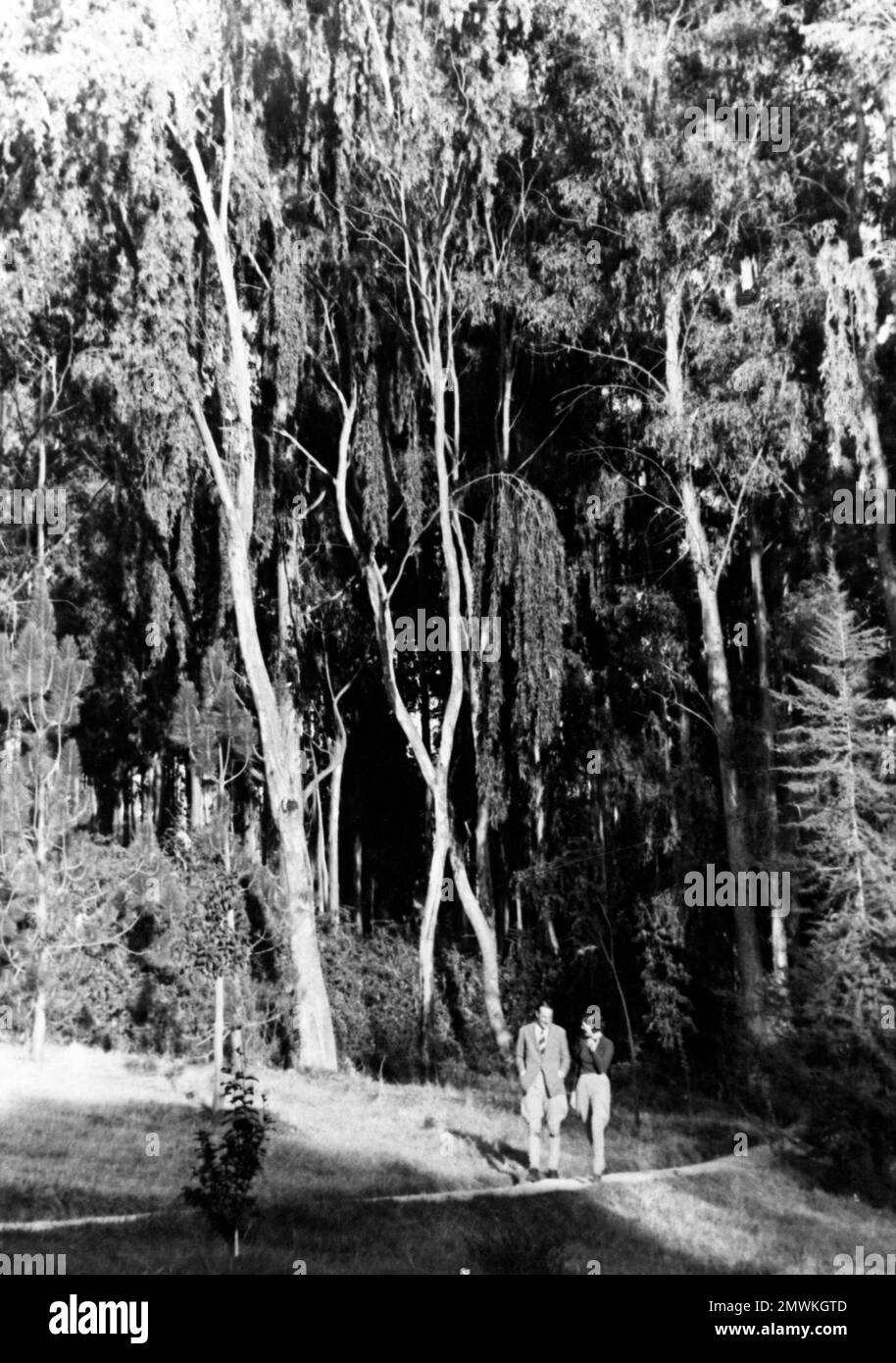A section of forest in the grounds of the British legation in Addis ...