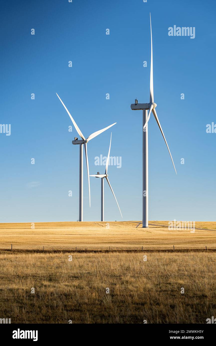 Portrait orientation of windmills standing tall on harvested ...