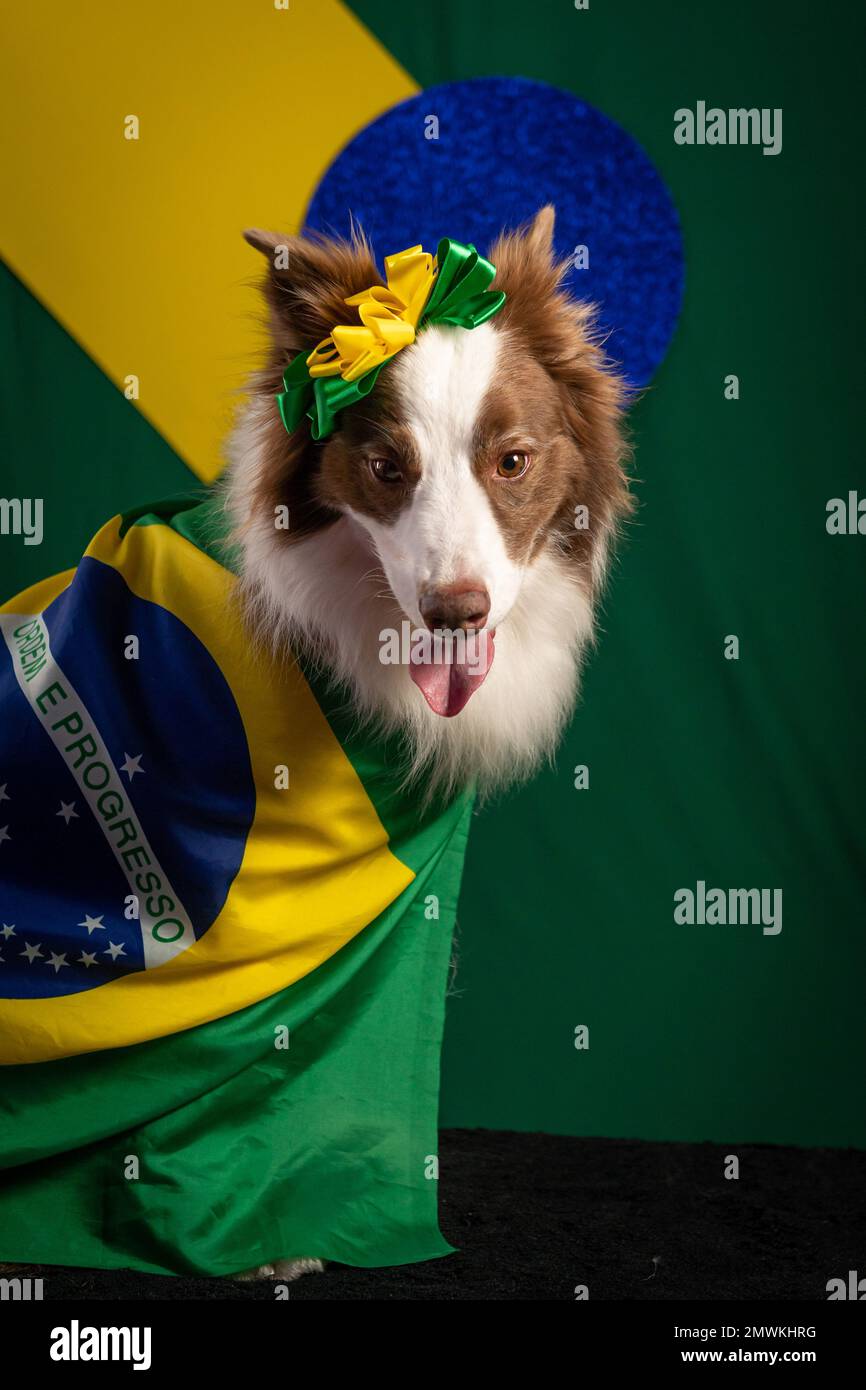 A vertical shot of an adorable Border Collie with the national flag of ...
