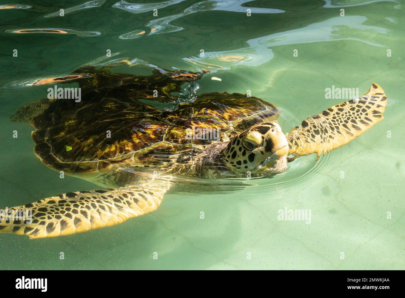 Green Sea Turtle in Thailand Stock Photo - Alamy