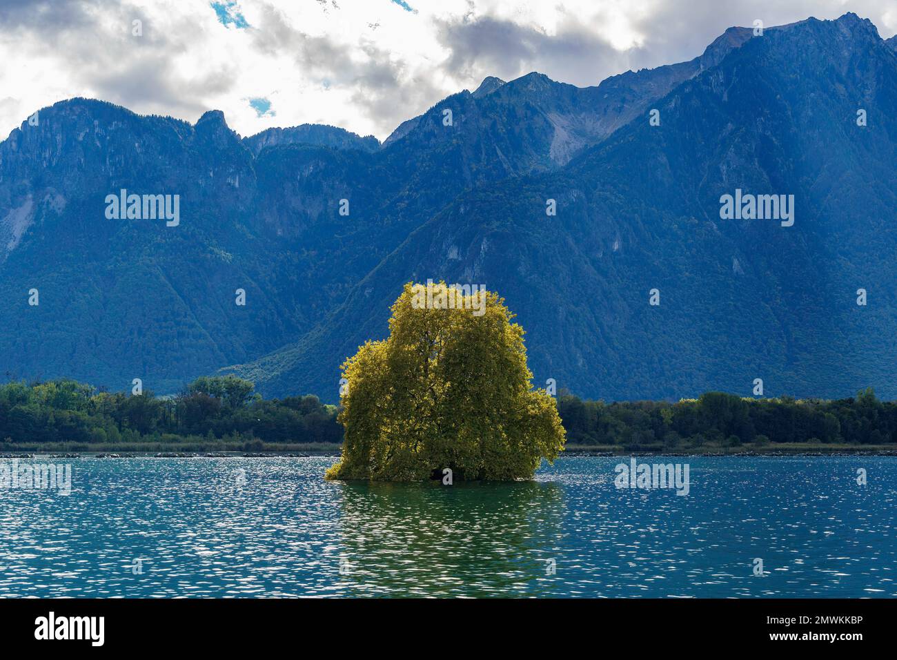 Yellow-leafed tree in autumn stands solitary, slightly submerged, in ...