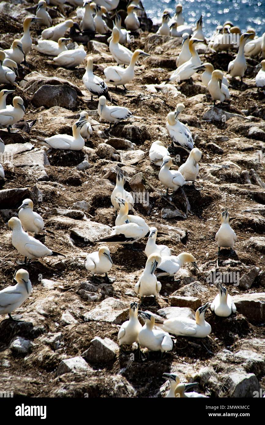 Northern Gannet birds nesting at the famous bird rock at Cape St. Mary ...