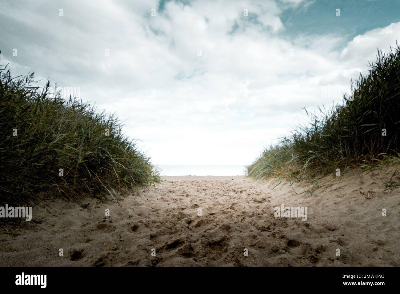 A sandy pathway leading to a beach with green grass by the sides under ...