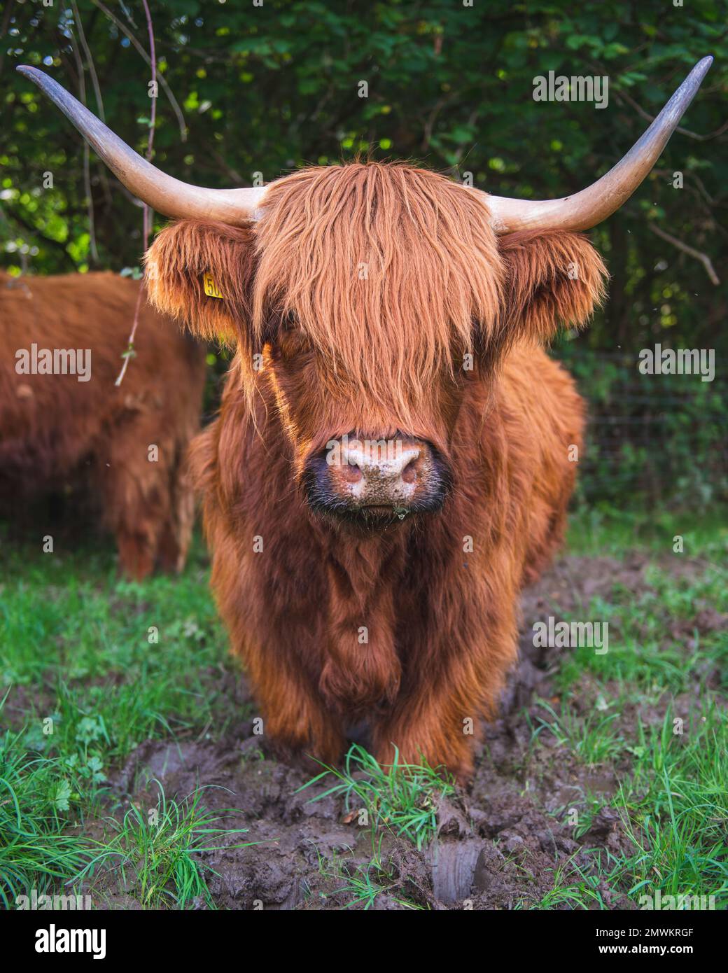 Highland cow in mud hi-res stock photography and images - Alamy