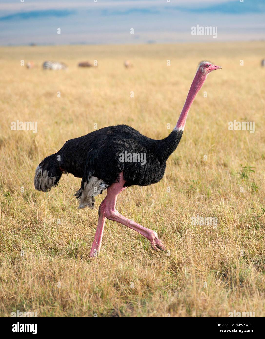 A subspecies of ostrich, the red-necked ostrich found in east Africa ...
