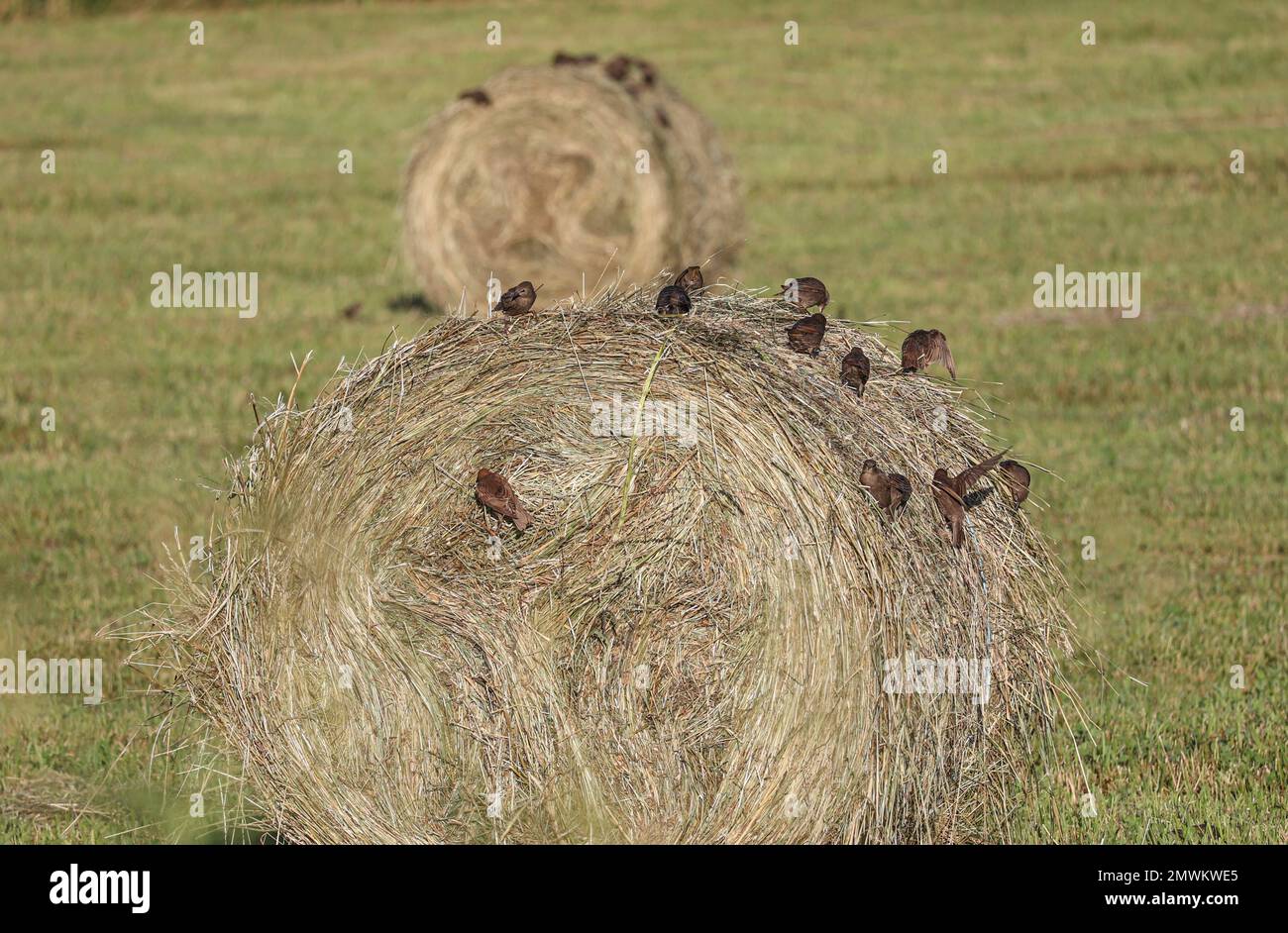 Hay birds hi-res stock photography and images - Alamy