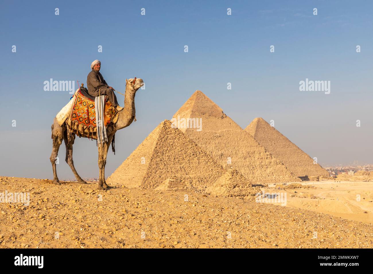 Pyramids of Giza with camel at sunset, Cairo, Egypt Stock Photo - Alamy