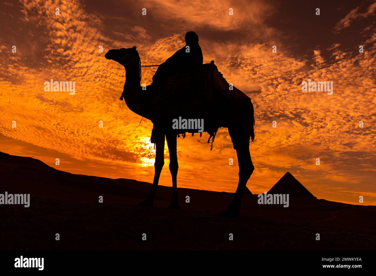 Camels in silhouette during sunset at Pyramids of Giza, Cairo, Egypt ...