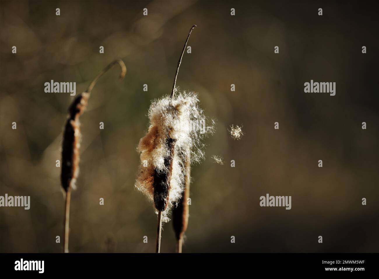 A closeup of Typha latifolia, broadleaf cattail. Flower spike going to ...