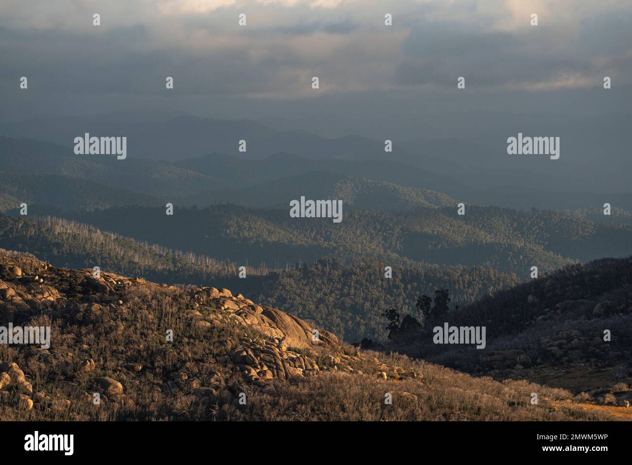 An aerial view of hillside forests in Mount Buffalo National Park under ...