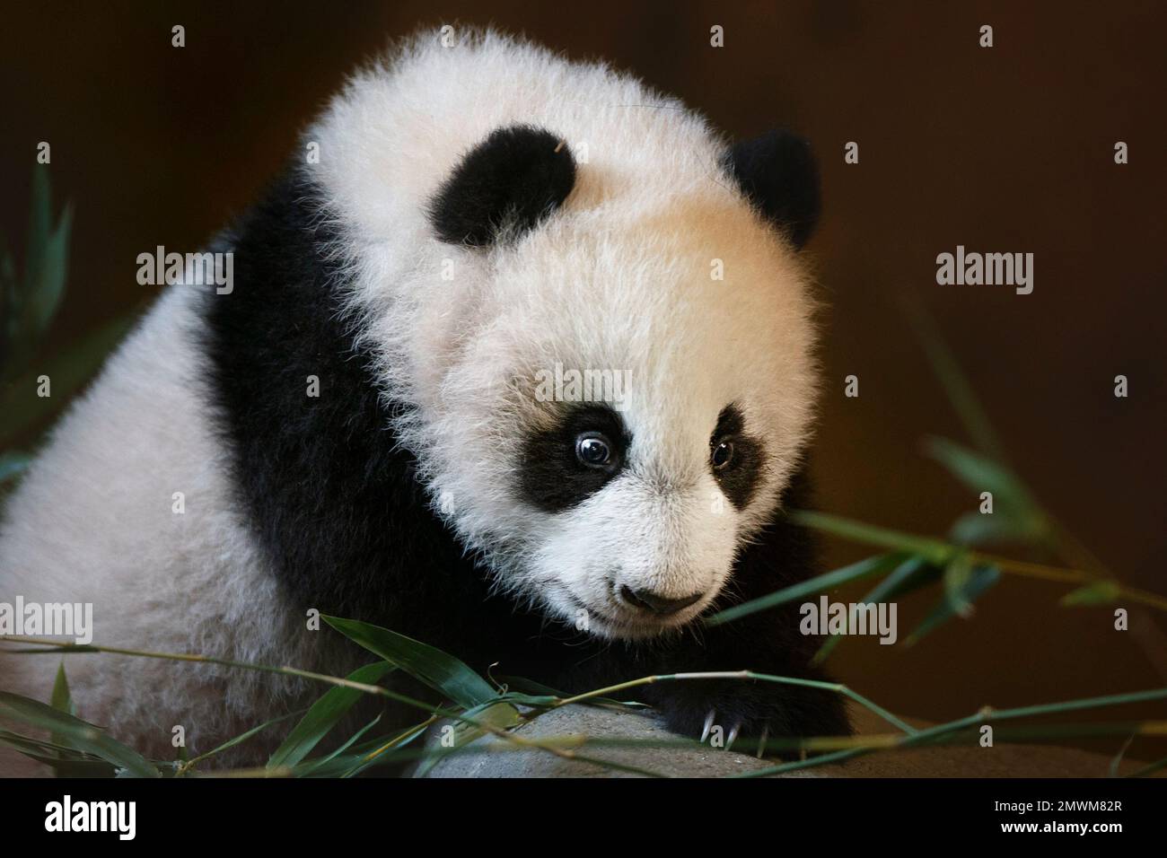 The nearly five-month-old female Panda bear named Chulina walks at her ...
