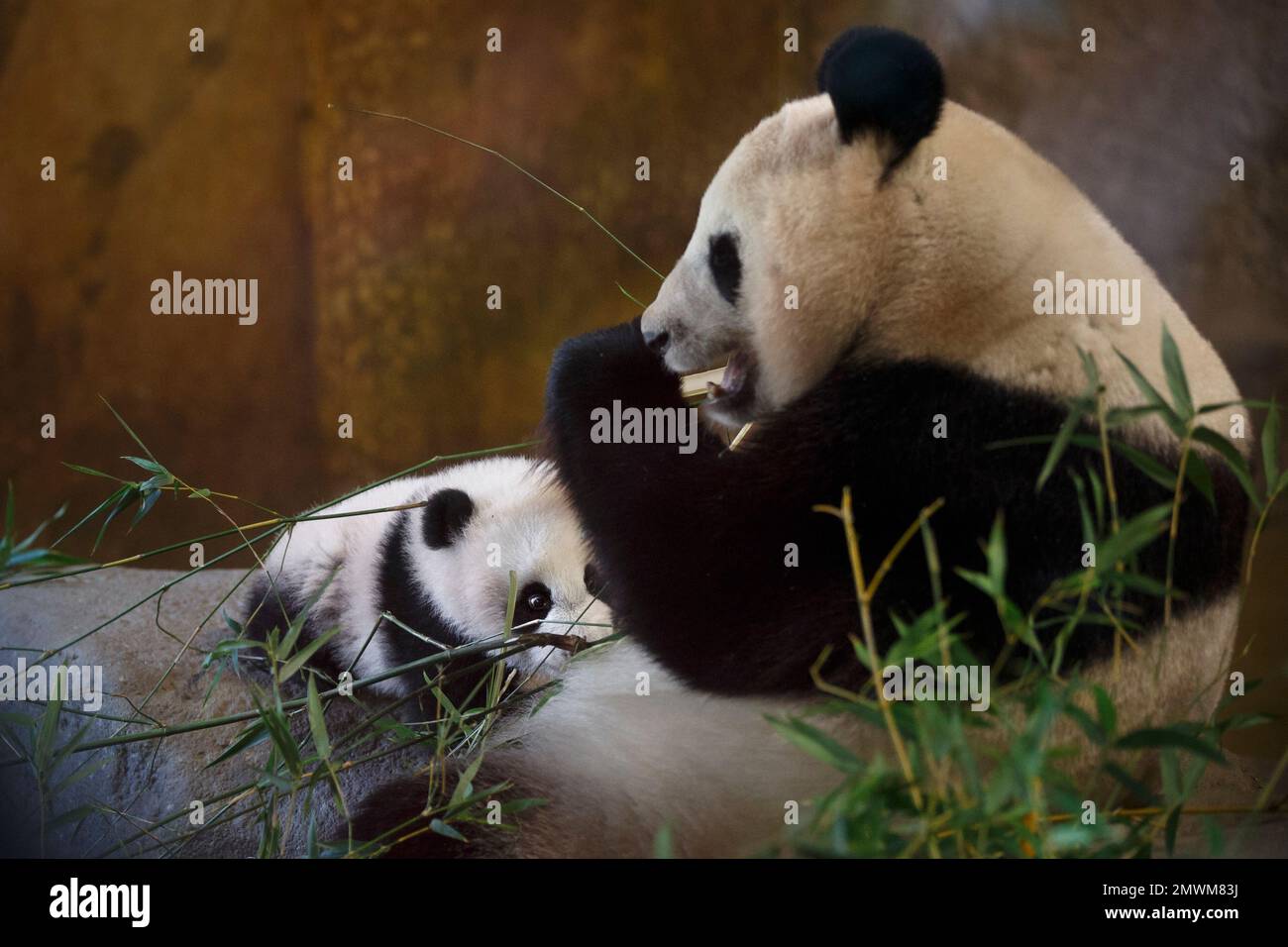 The nearly five-month-old female Panda bear named Chulina, left, eats ...