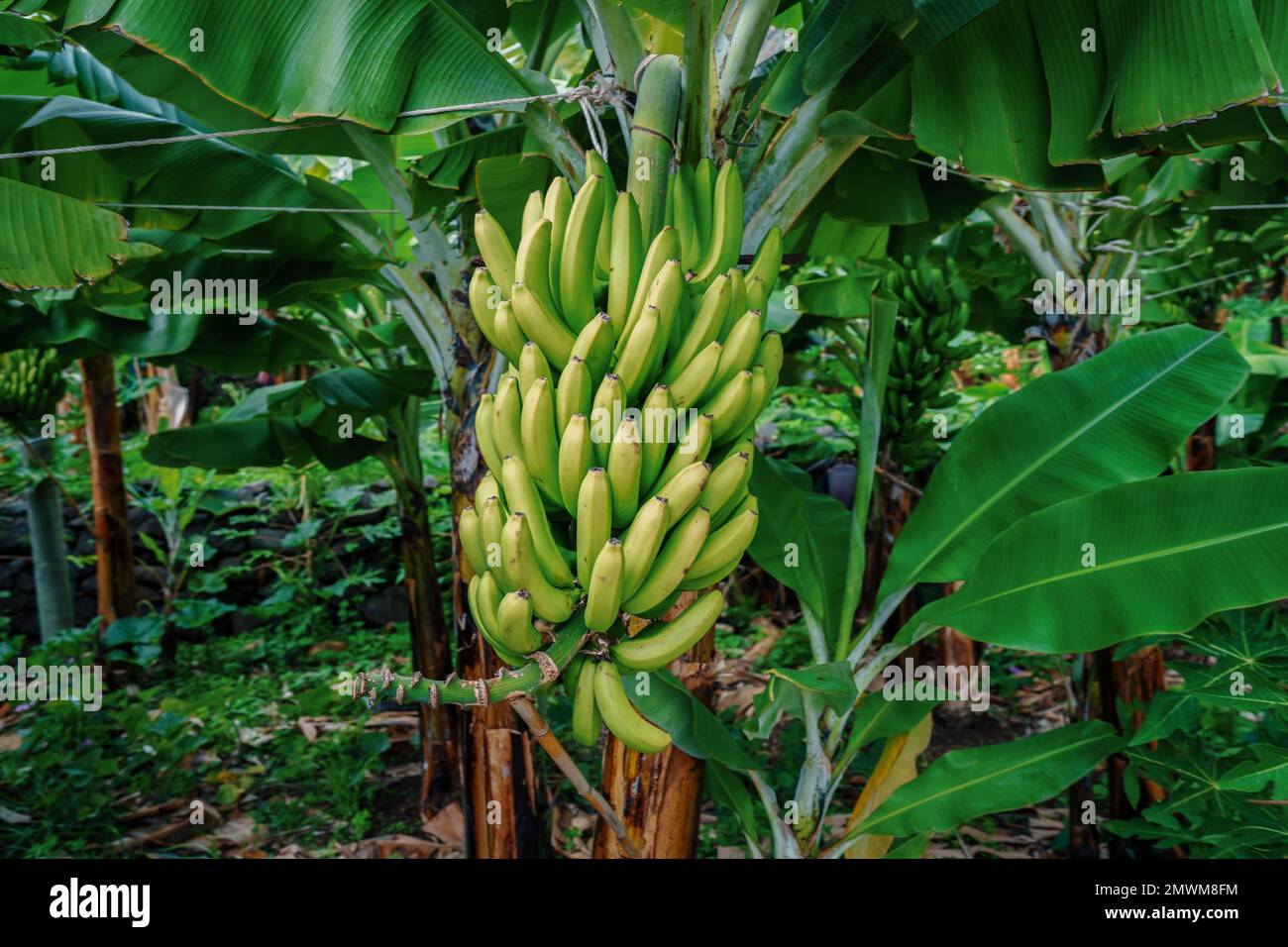 A tree of bananas in the garden in summer on a sunny day Stock Photo ...