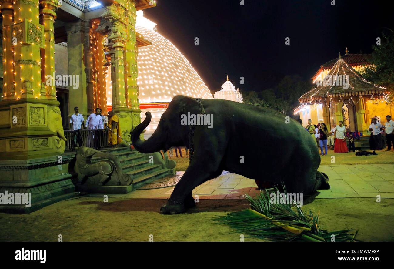 In this Thursday, Jan. 12, 2017 photo, a tamed elephant kneels down in ...